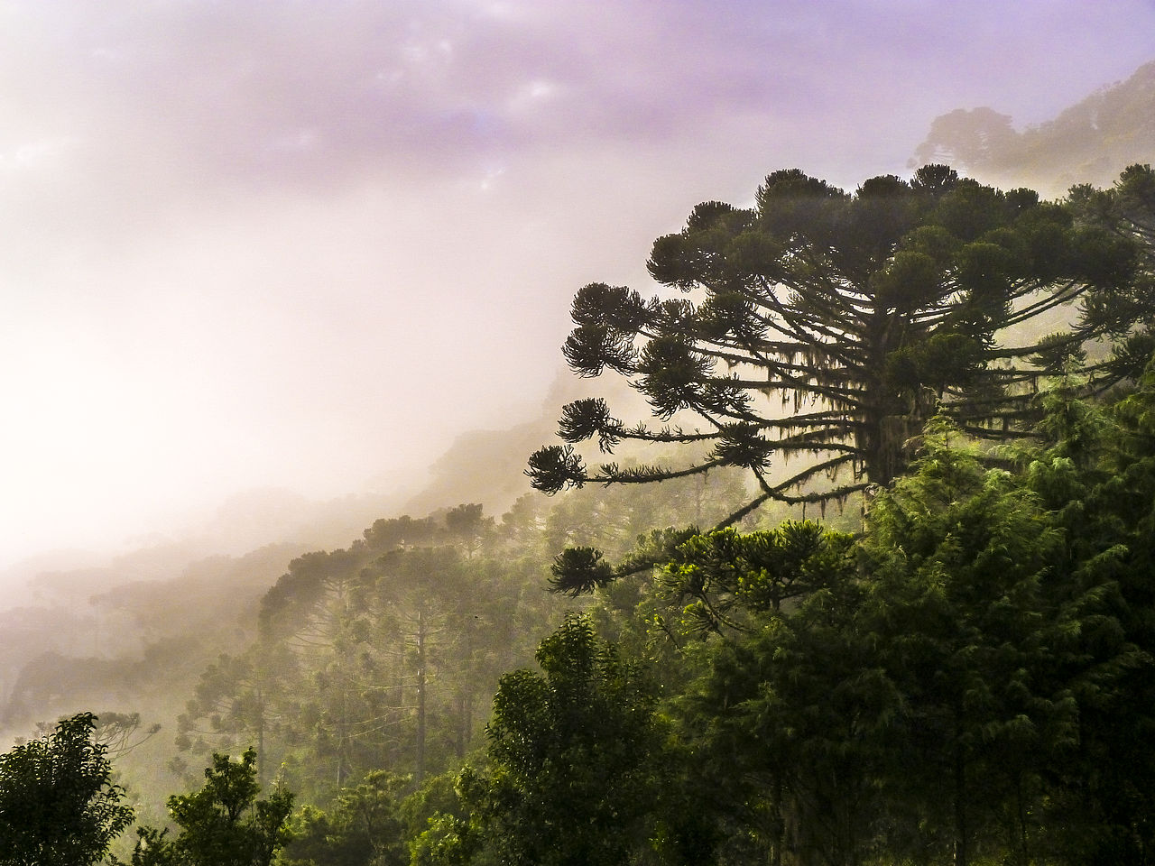 Climate breakdown is pushing Brazil’s iconic Araucaria tree to ...