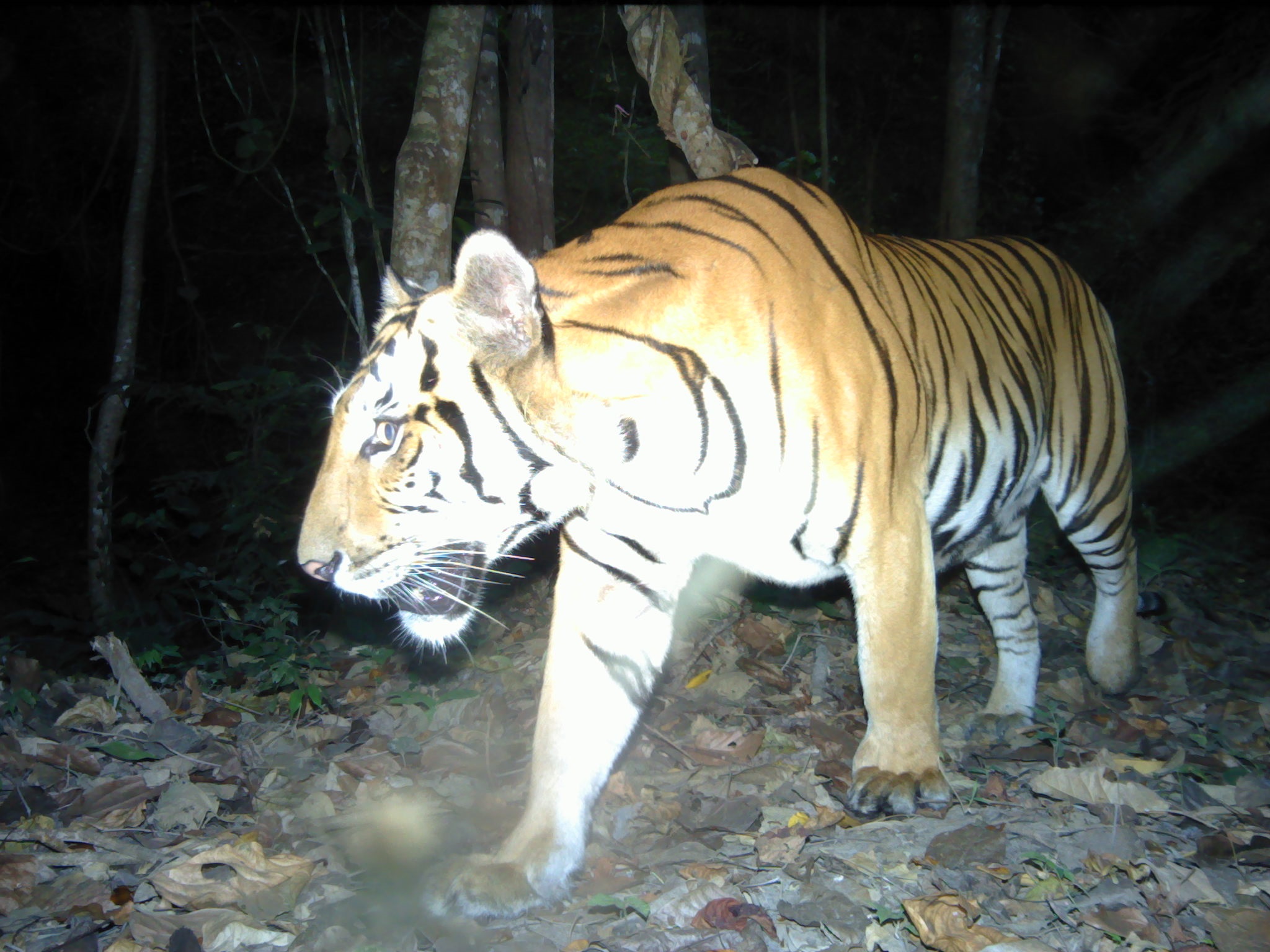 Tiger Populations Increase Across Six Countries, Offering New Hope for ...