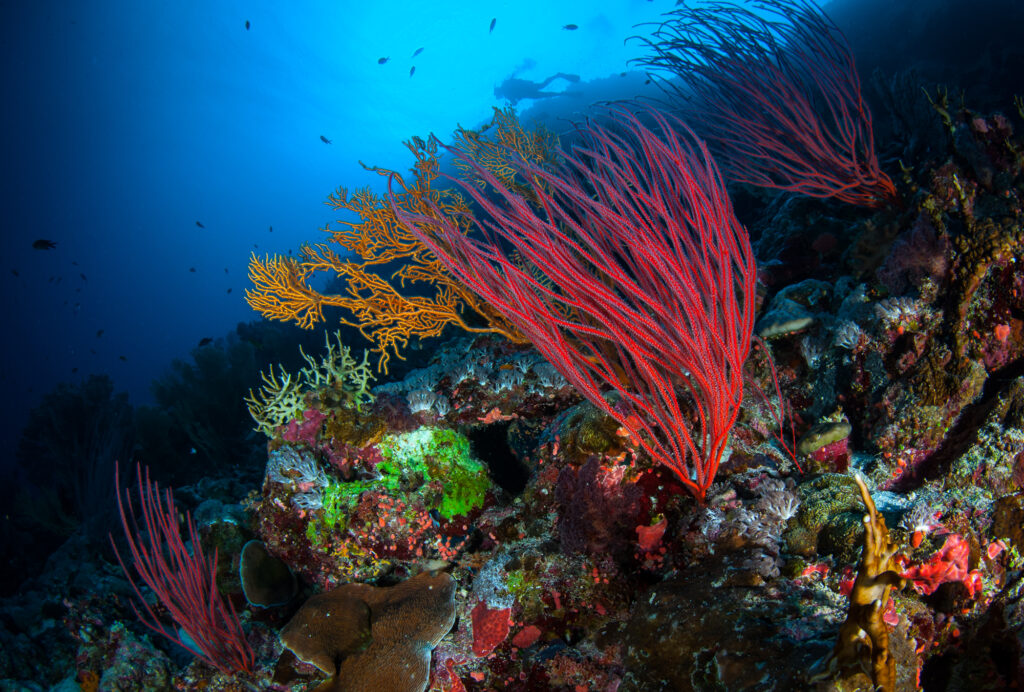 These Marine Researchers Want to Use Robots to Help Grow 1 Million ...