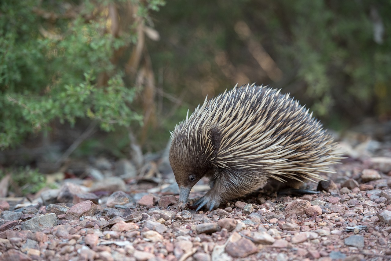 Dig This: A Tiny Echidna Moves 8 Trailer-loads of Soil a Year, Helping ...