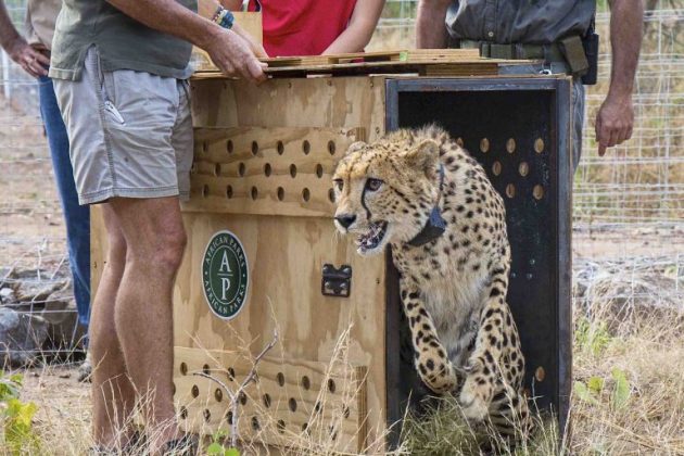 Rewilding: Reintroduction of Big Cats Brings Back Four Species of ...