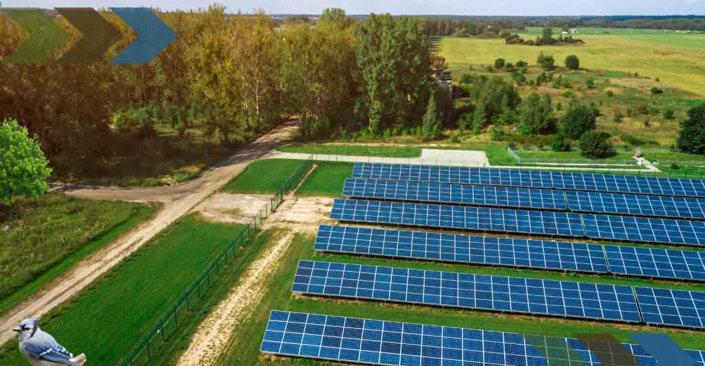Win-Win: How Solar Farms Can Double as Havens for Our Wildlife - The ...