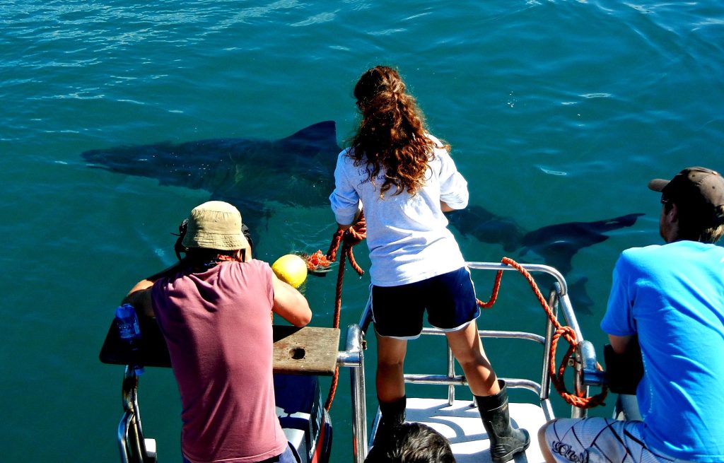 Mother of Sharks: The Adventures of Marine Biologist Melissa Cristina ...