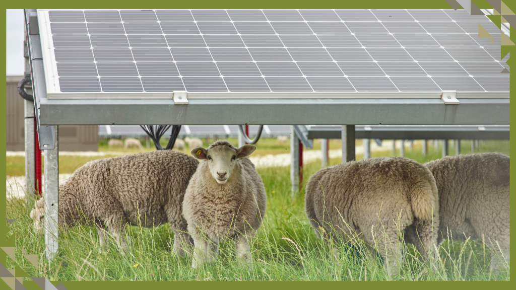 How Shading Crops with Solar Panels Can Improve Farming, Lower Food ...
