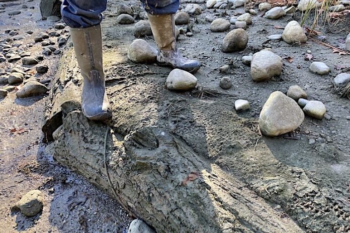 Living Shorelines: An Innovative, Natural Approach to Rising Seas - The ...