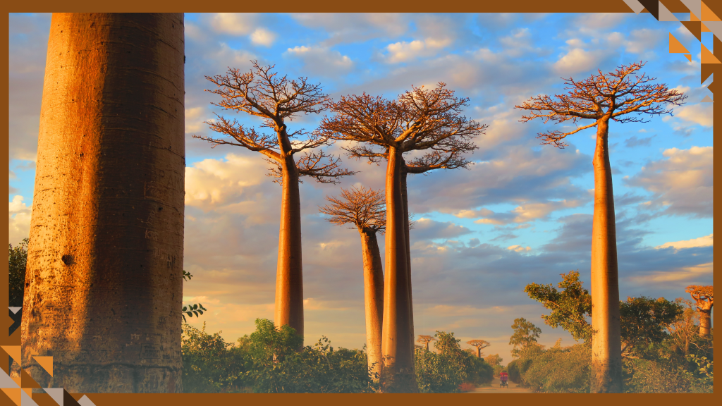 Madagascar’s Ancient Baobab Forests are Being Restored by Communities ...